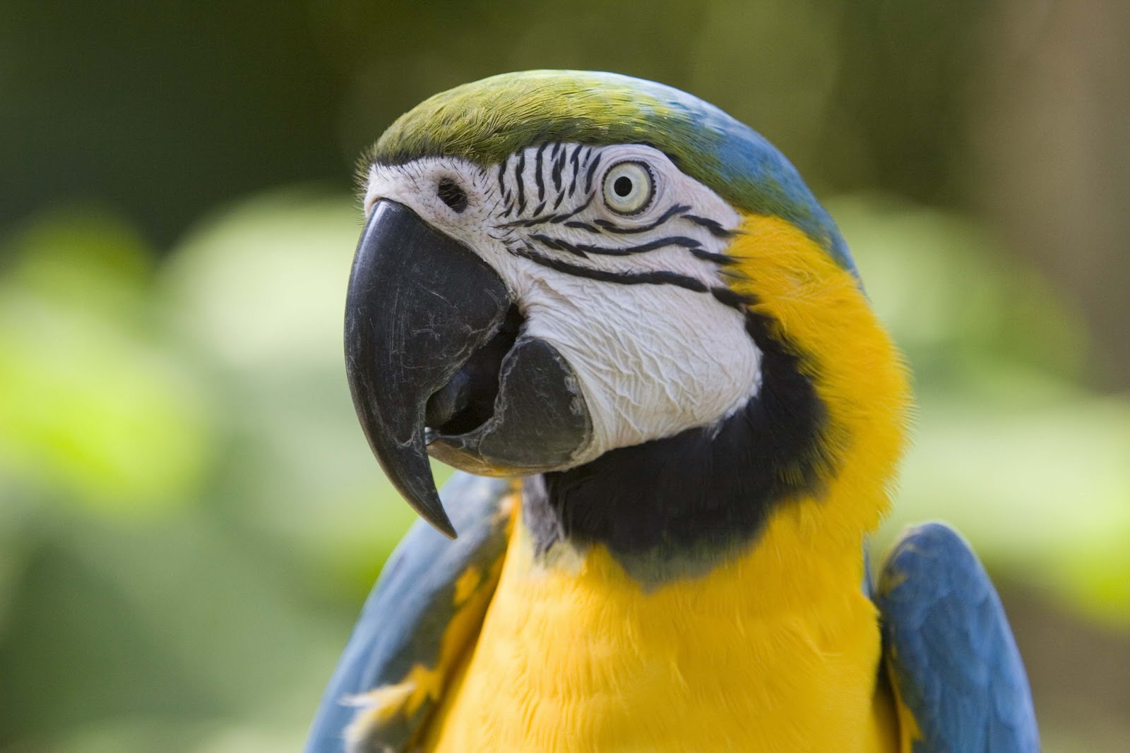 Parrot Behavior