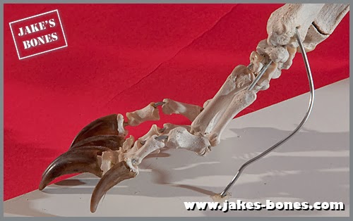 How I rearticulated my badger skeleton, part one : Jake's Bones