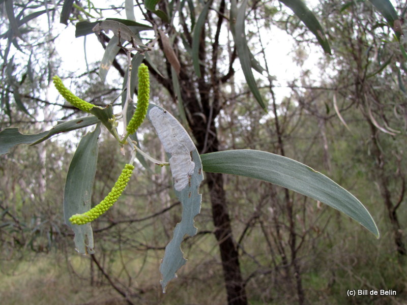 Sydney's Wildflowers and Native Plants: Acacia binervia - Coast Myall