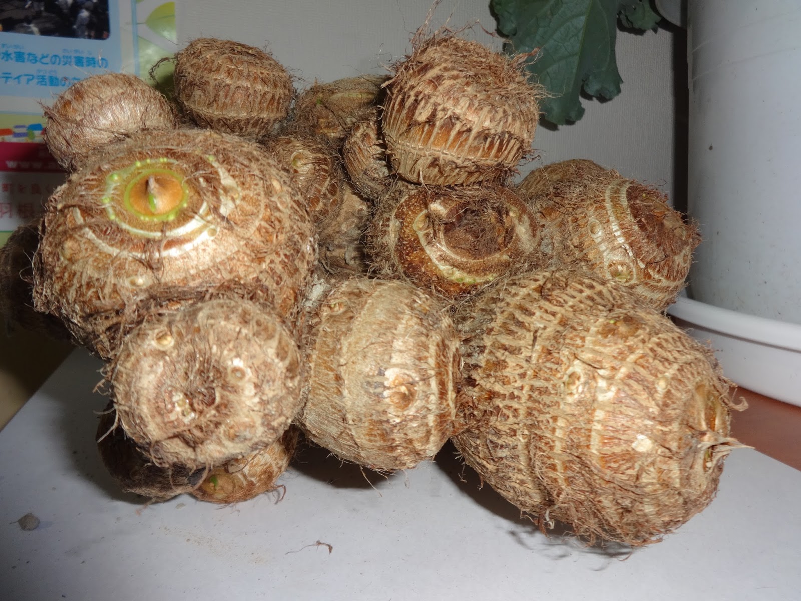 Glimpses of Japan: The Satoimo, or Taro, with Corms (子芋 or 孫芋)