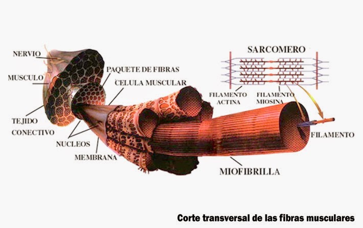 Tipos de fibras musculares