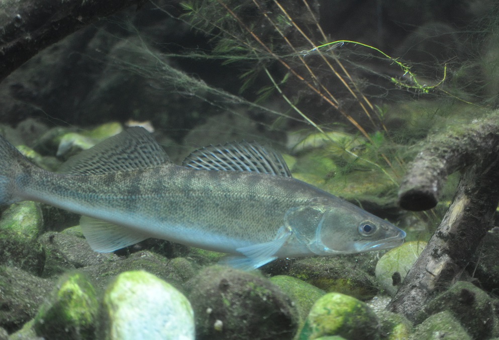 ZOOTOGRAFIANDO (6.096 ANIMALS): LUCIOPERCA / EUROPEAN ZANDER OR ...