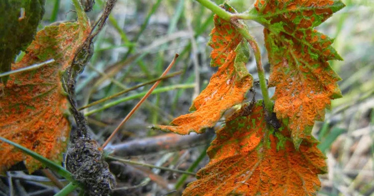 Weird and Wonderful Wild Mushrooms: Rust Fungi: Femme Fatales, Gorgons ...