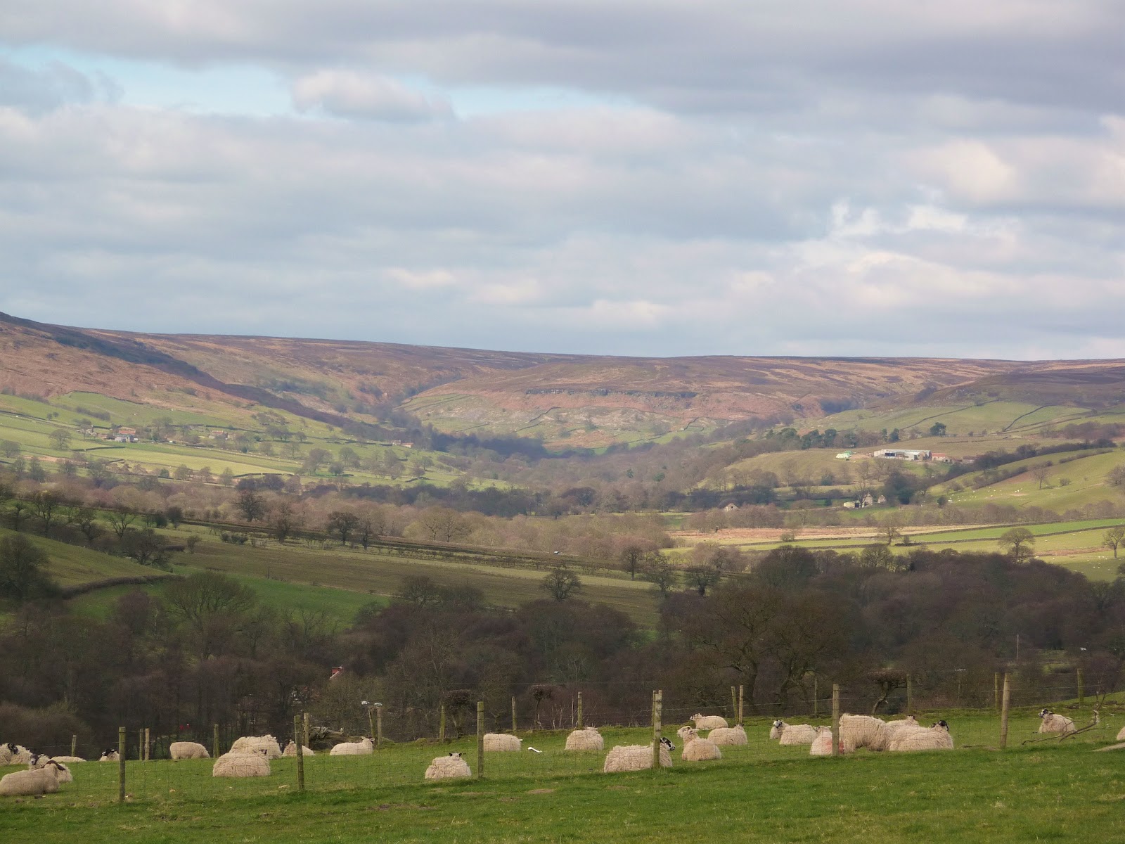 Big Gorse Bush: Farndale Daffodils.