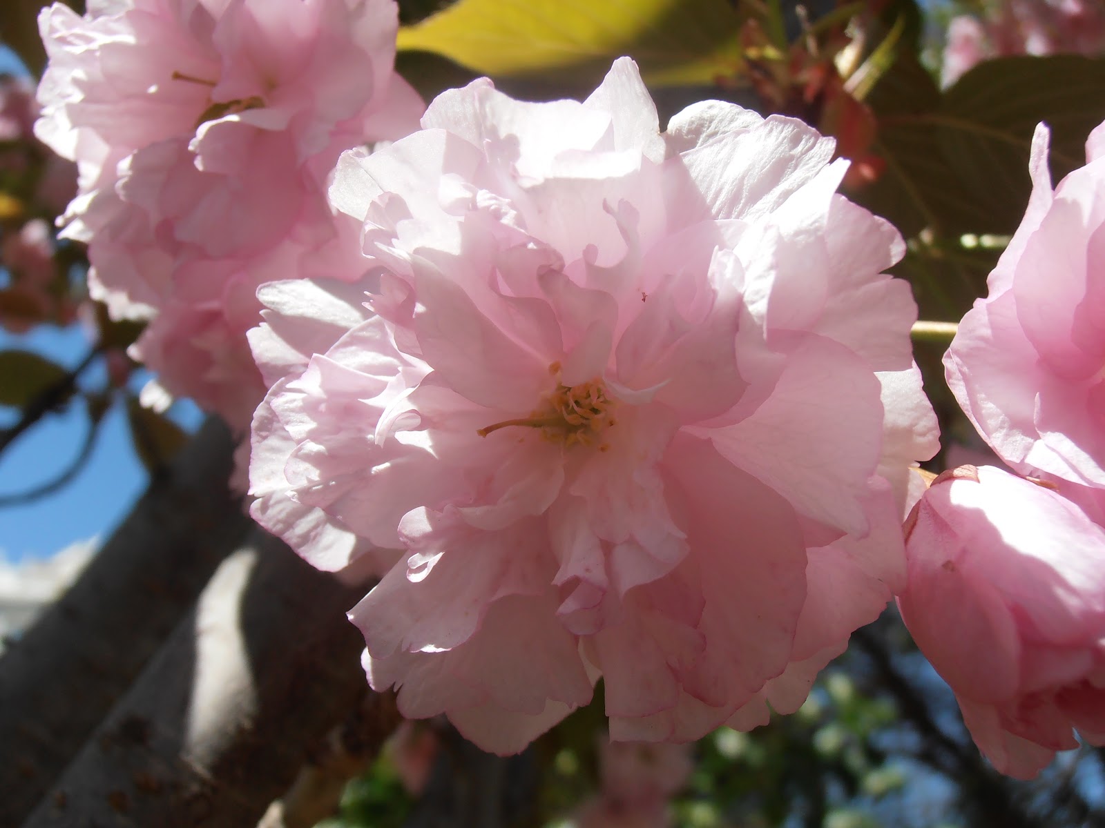 CEREZO ORIENTAL DE FLOR: Cerasus serrulata | Plantas rioMoros