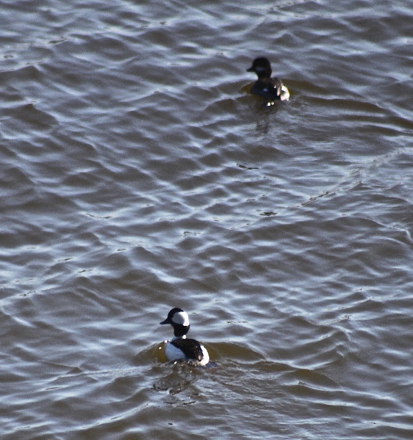 Russman's spot: Bird Watching on Pepin