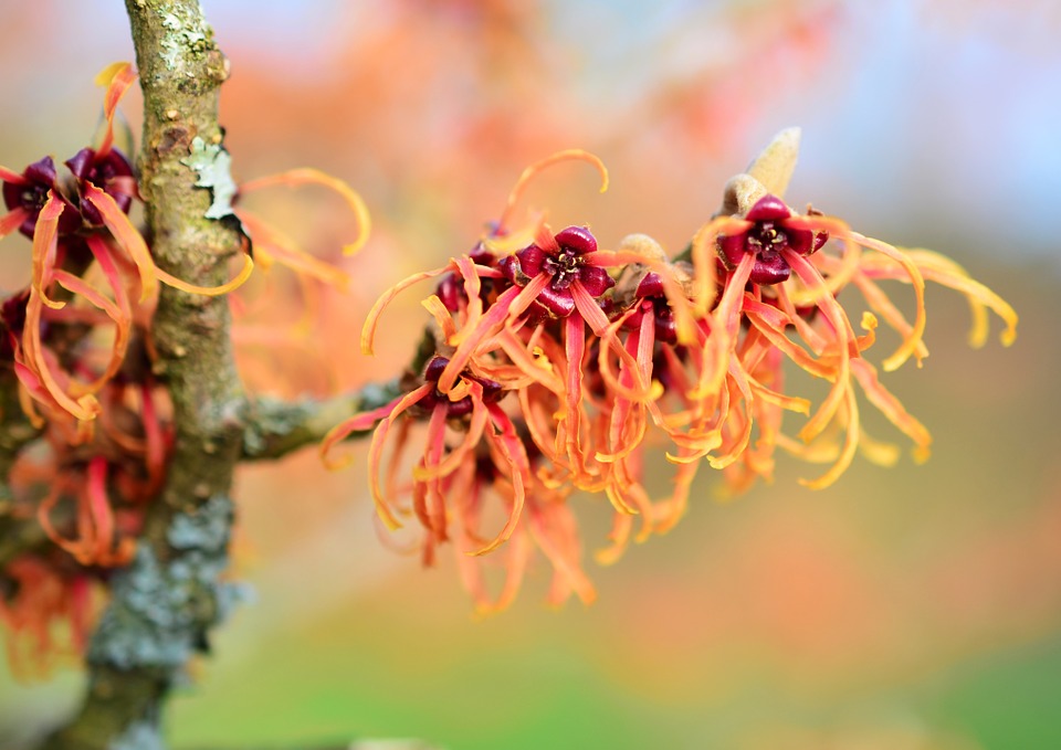 life between the flowers : Hamamelis Witch Hazel first flowering shrubs ...
