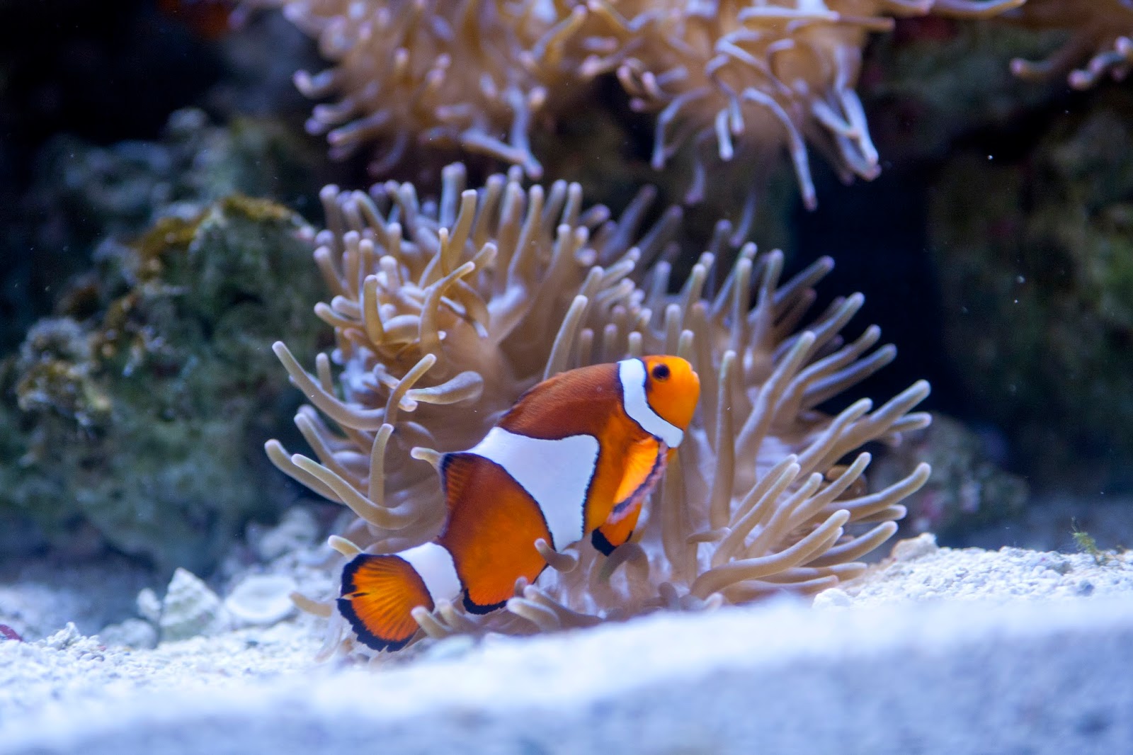 The Florida Aquarium in Tampa, FL - Our Whiskey Lullaby