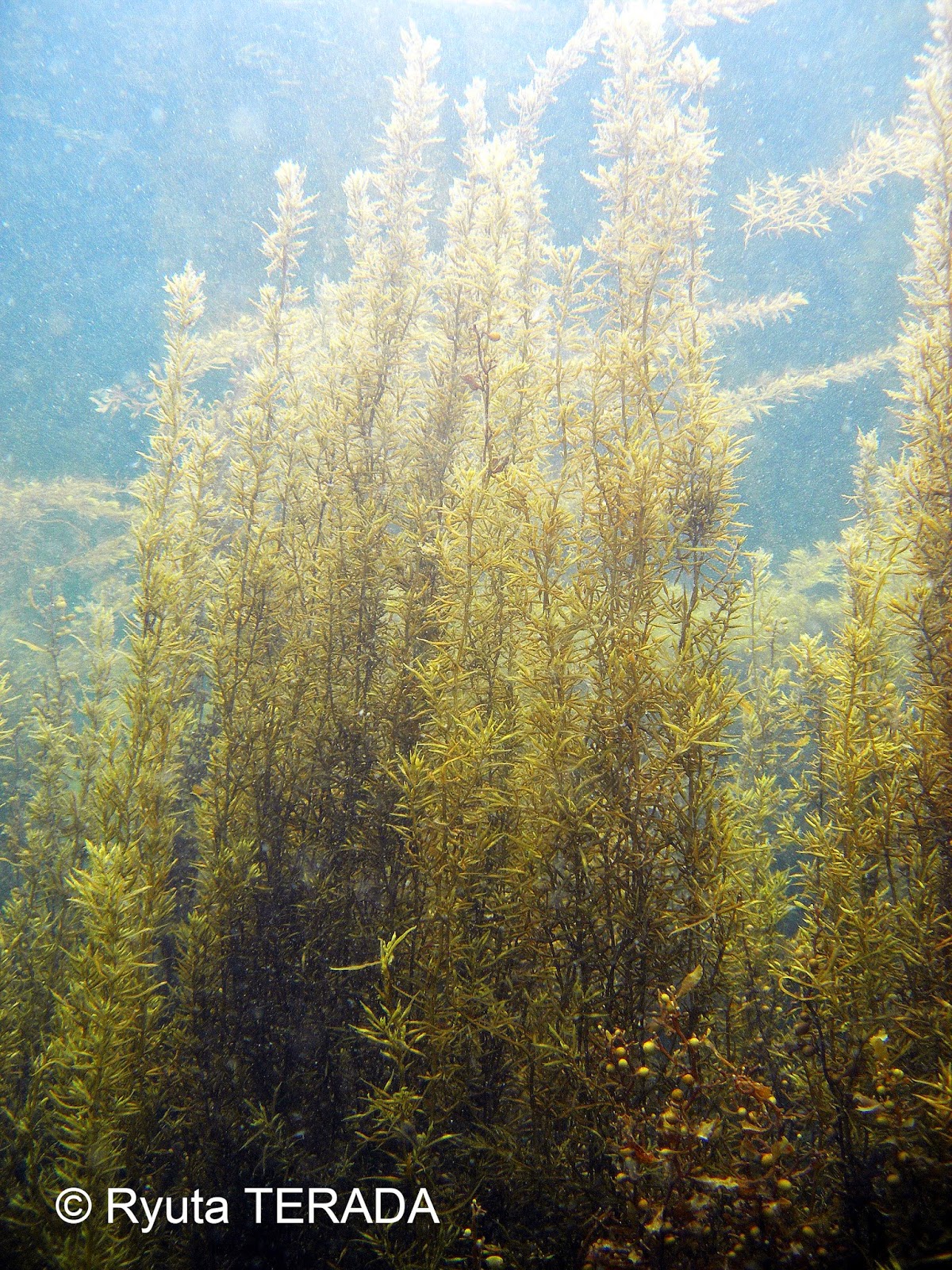 Seaweed Research Journal 海藻研究ジャーナル : New Article: Sargassum fusiforme ...