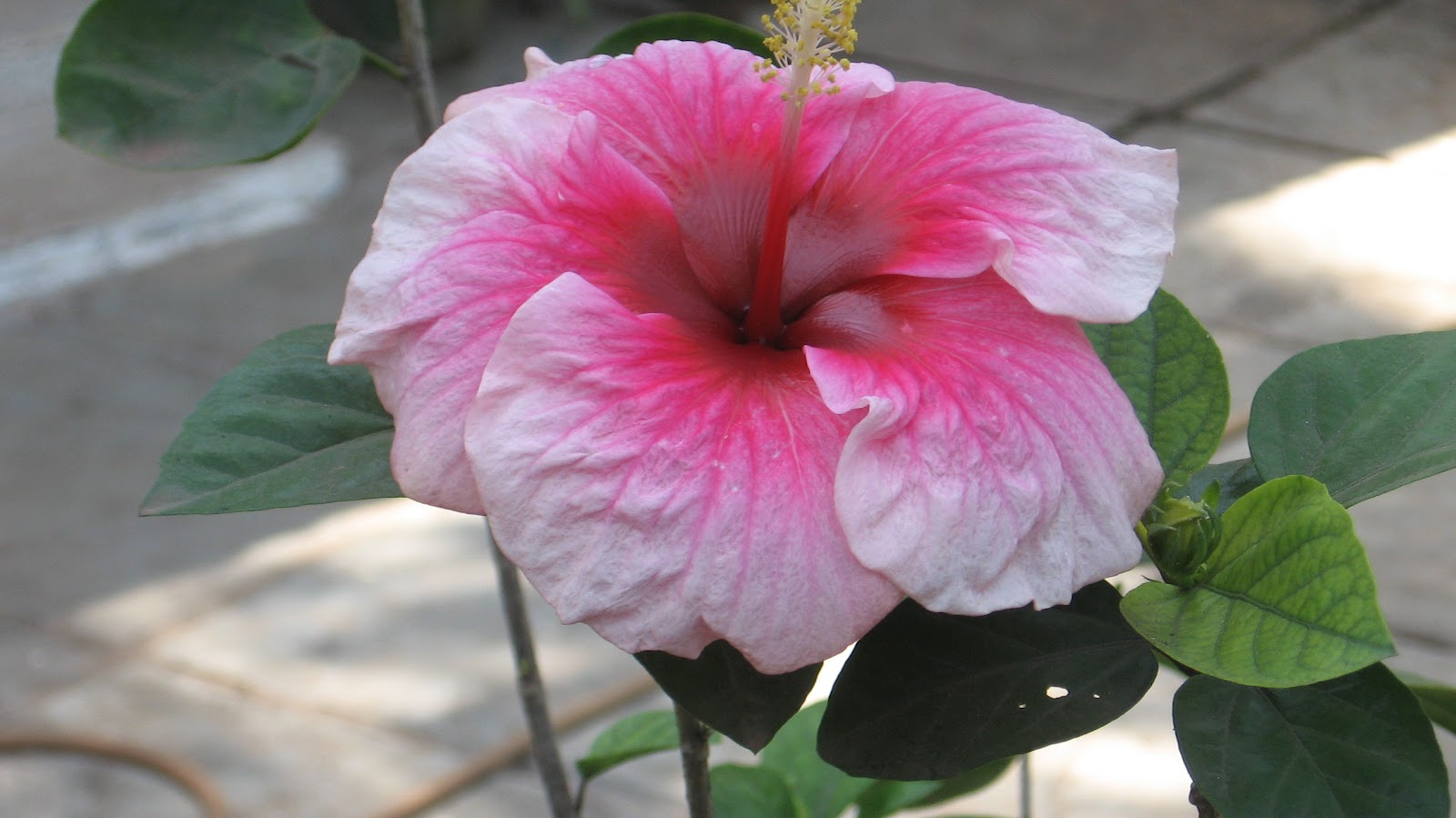TōnFerns - A Nostalgic Journey (Tony Fernandes): Hibiscus - A Common ...
