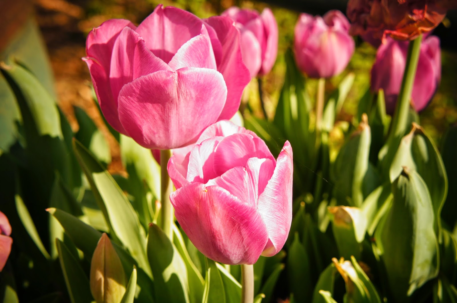 100 public domain pictures of beautiful flowers