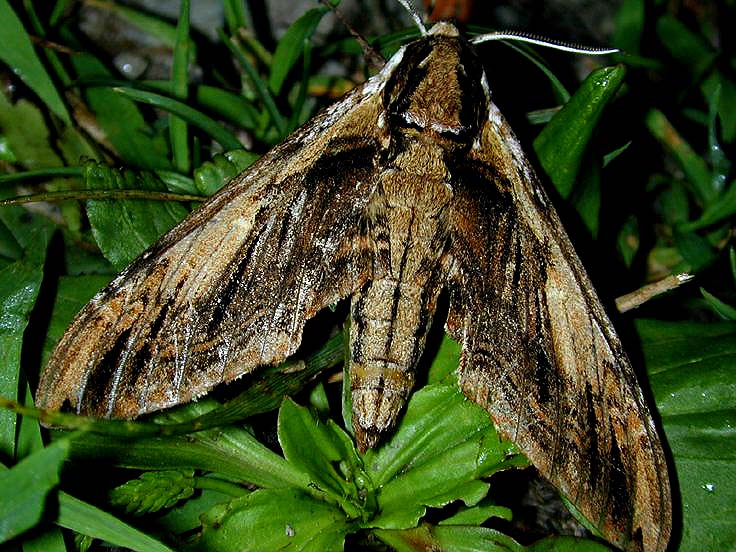 Field Biology in Southeastern Ohio: Sphinx Moths of Ohio, Part 3