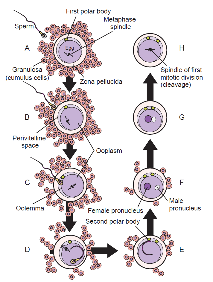 Ciencias de Joseleg: Contacto y penetración del espermatozoide en el óvulo