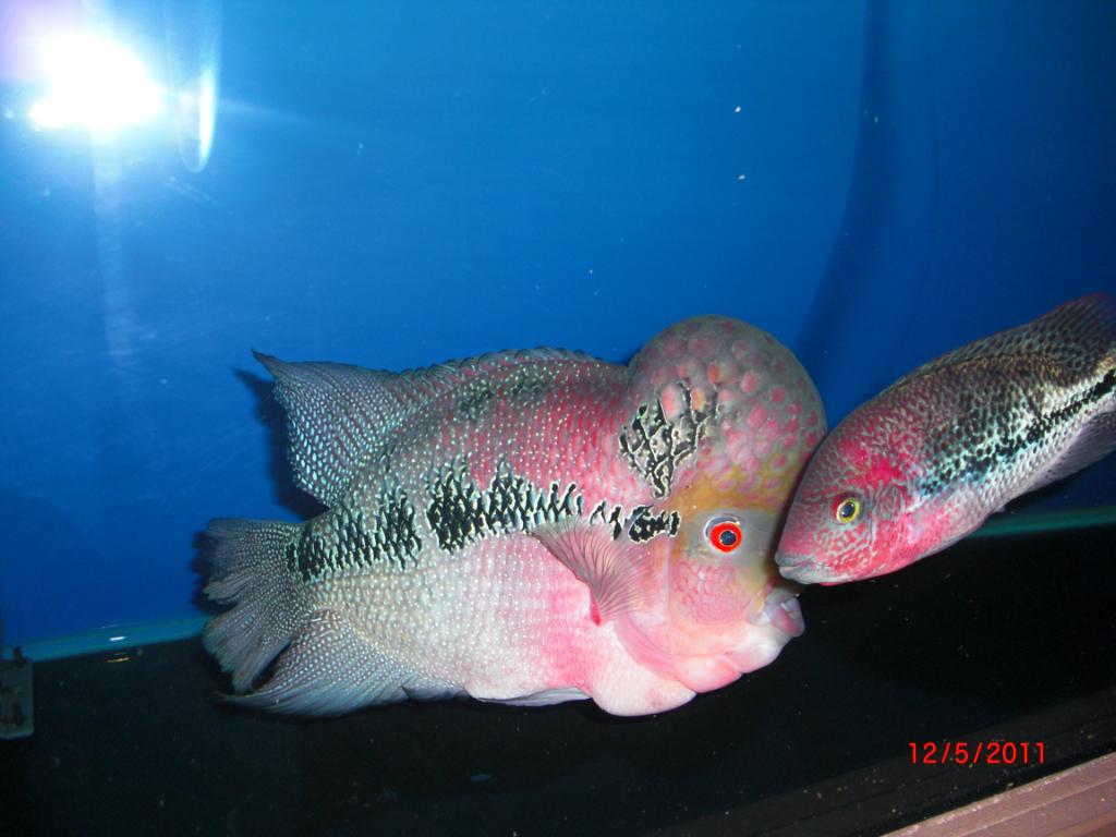 Flowerhorn The Hybrid Cichlids: Zz Red Dragon