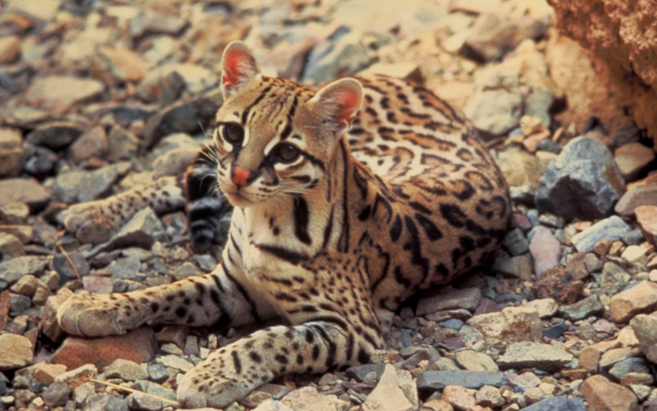 BioColombia: agosto 2012