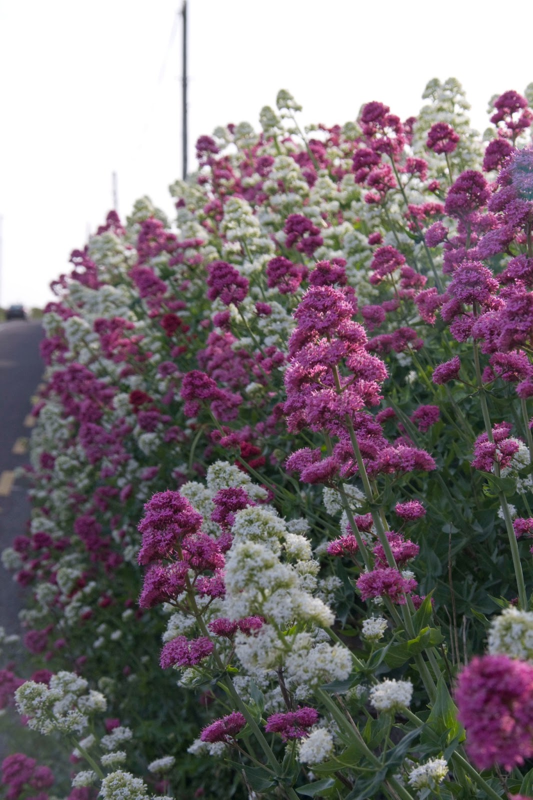 Damn Good Plants - Centranthus ruber, Jupiter's Beard