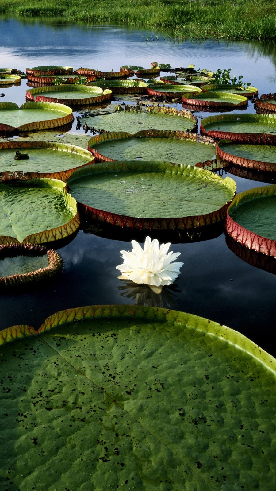 Fondo android pack 105