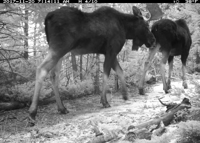 Romping and Rolling in the Rockies: A bull moose pair has a small fight
