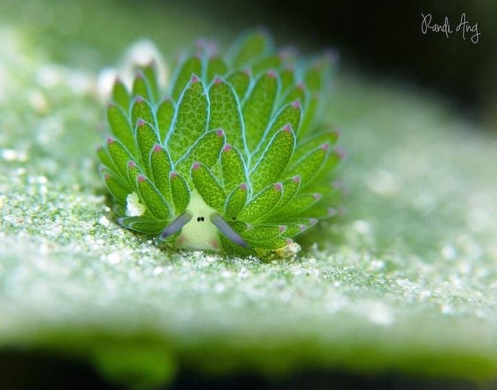 Sea Sheep This Adorable Sea Slug Eats So Much Algae It Can Photosynthesize