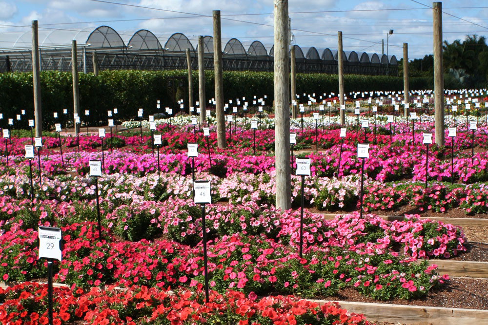 The Rainforest Garden: A Kid in a Flower Factory at Costa Farms