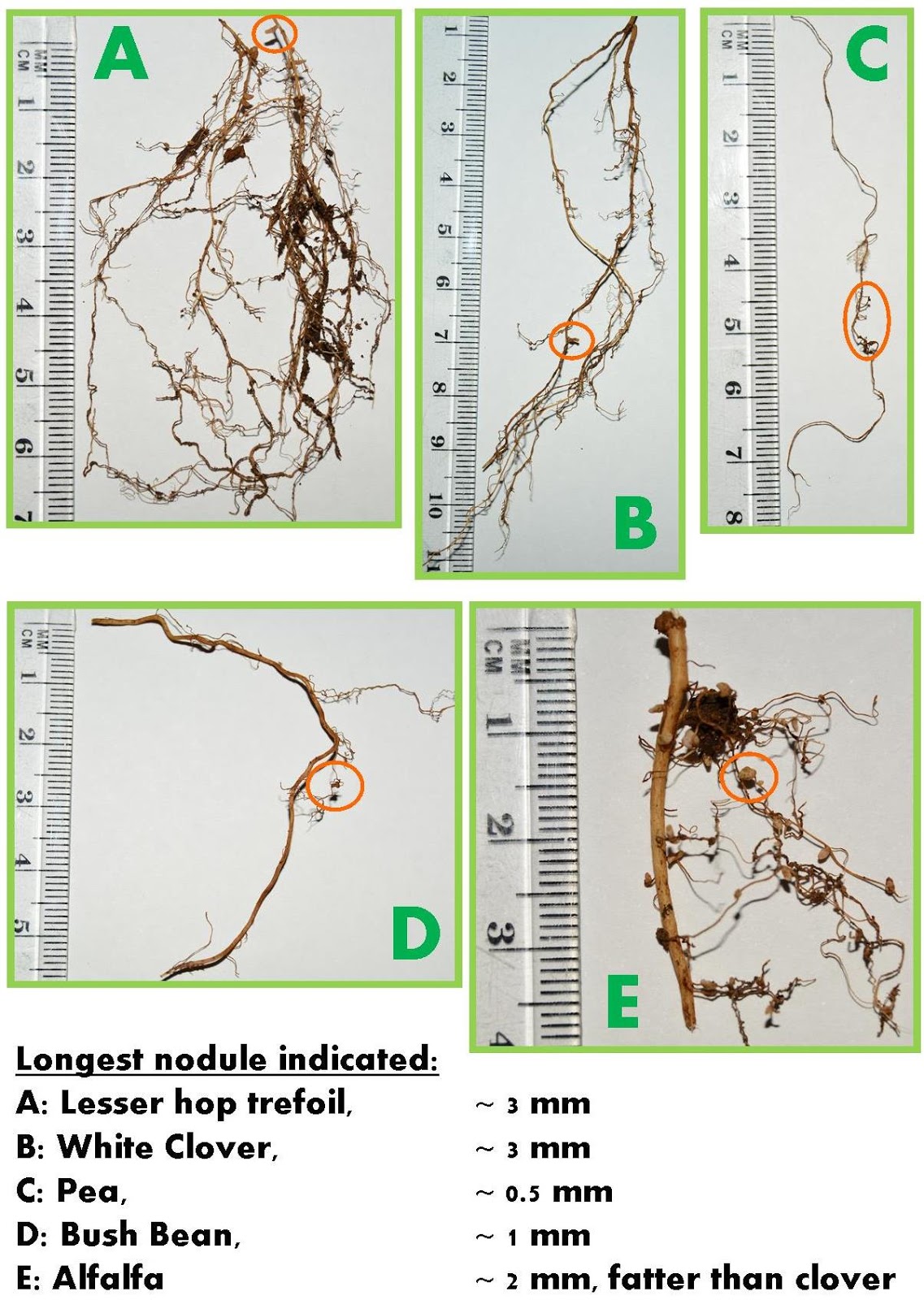 Roots 'n' Shoots: Natural (Bio)fertilisers & Living Mulches: The Edible ...