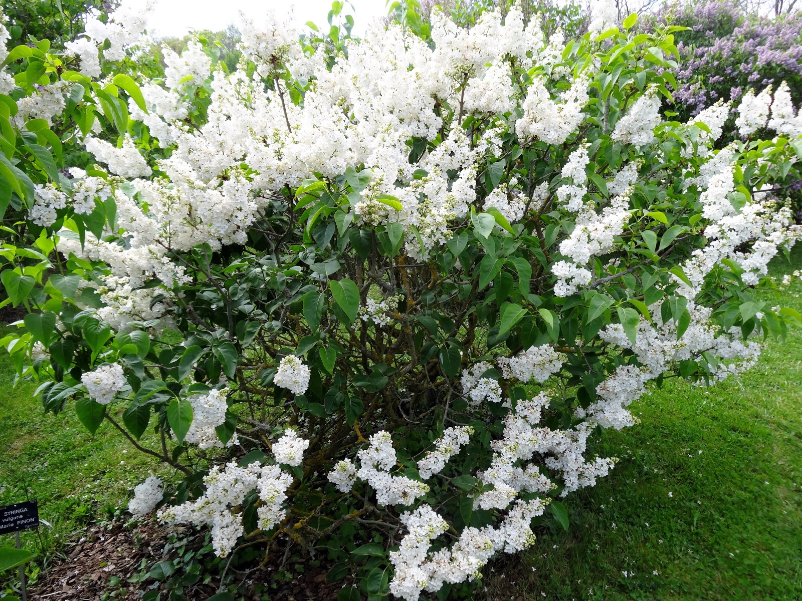 Le blog de Parcs et Jardins de L'Oise: Une collection de lilas au ...