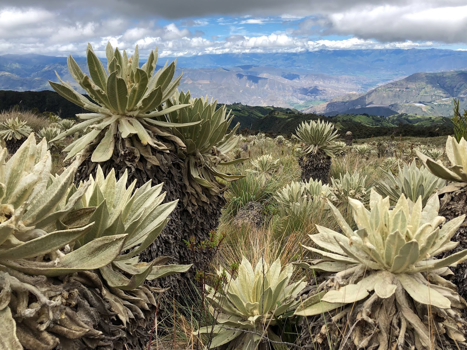 The Deskbound Birder: Cerro Mongus (NW Ecuador) - 26th April (Day 2)