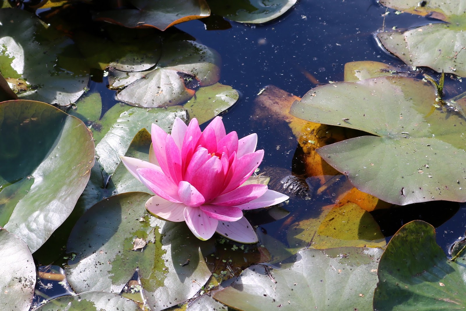 Wilde Planten: . . Waterlelies