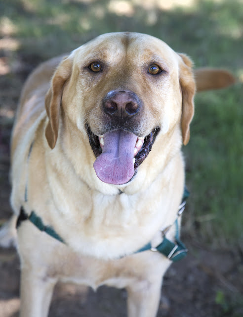 Shelter Dogs of Portland: "BUDDY' BIG Yellow Lab
