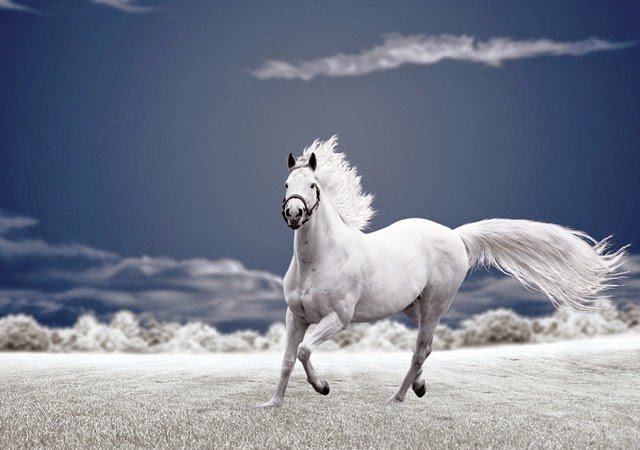 Nature Is Always Beautiful: Amazing Horse Photography