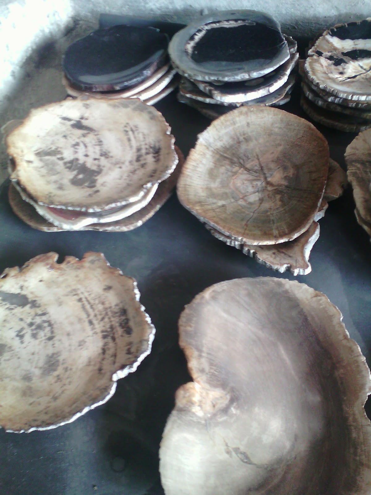 Gokugen.Net: Produk Batu kayu Fossil