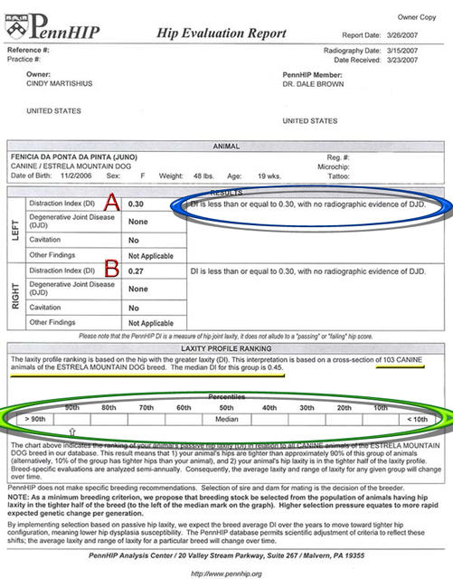 Bone-a Fide-o: Understanding OFA/PennHip Scores