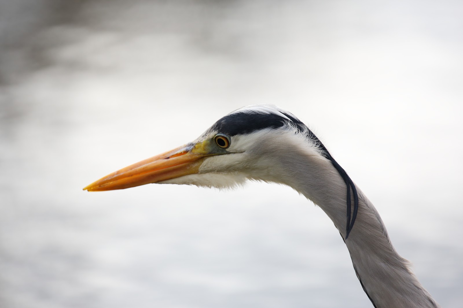 NI Bird Pics: Angus Kennedy - Grey Heron