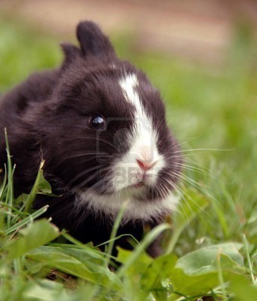 black rabbit at grass outdoor eating a leaf | Okay Wallpaper