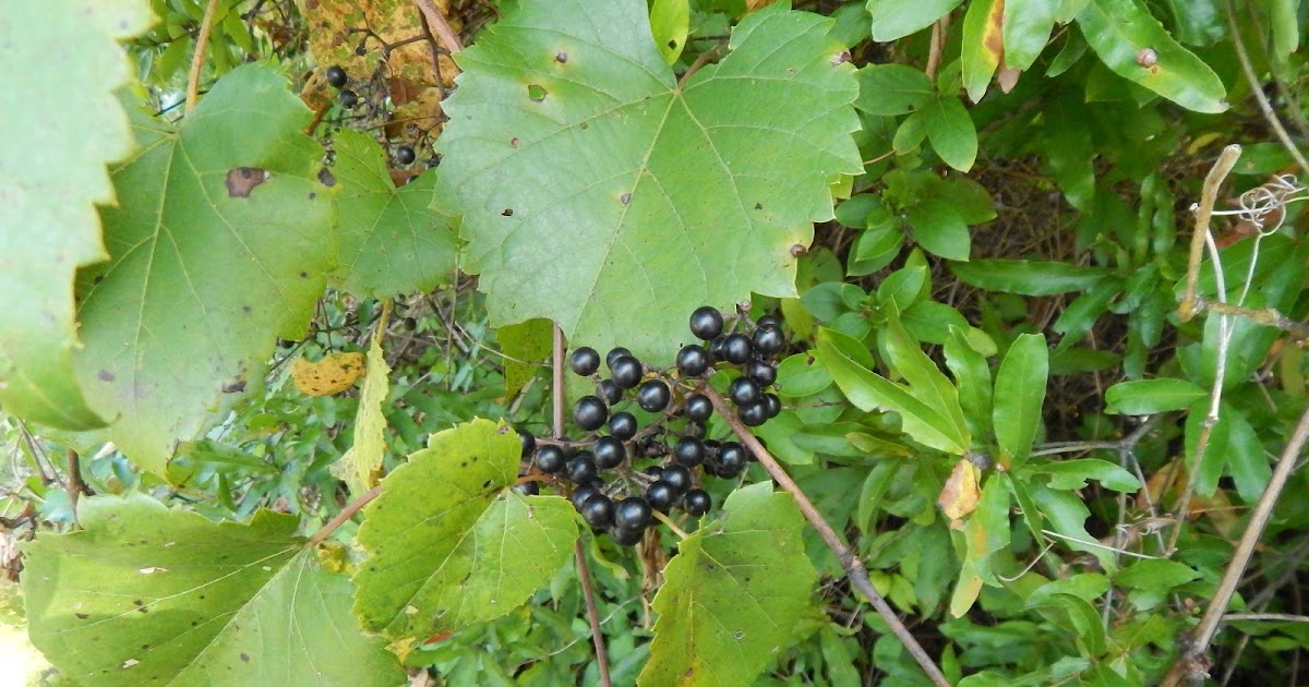 Wild Grape Vine Invasive