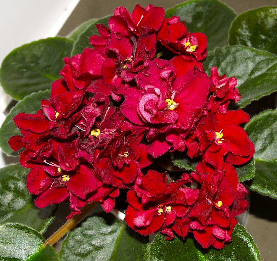 Florez Nursery: An African Violet