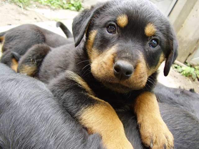 Rottweiler bebé - Imagui