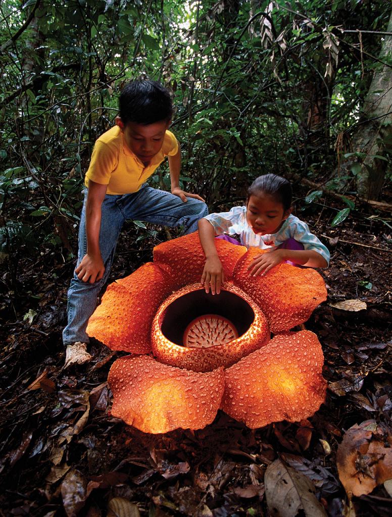 Cup3Tint3: Rafflesia arnoldii
