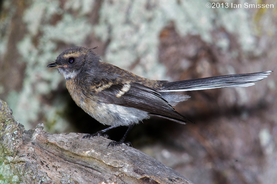 A passion for birds...: Oswin Roberts Reserve: Fairy-wrens and Fantails