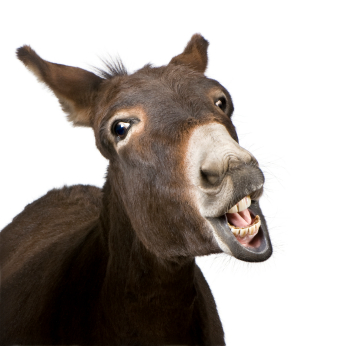 A Talking Donkey: A Talking Donkey