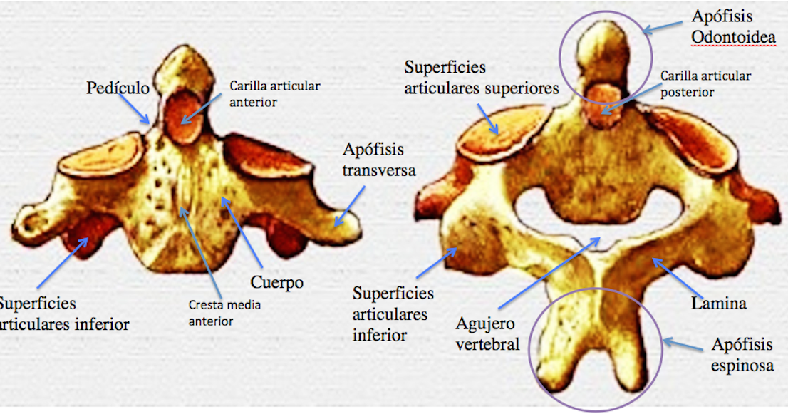 Morfofunción: Cabeza y cuello: Axis
