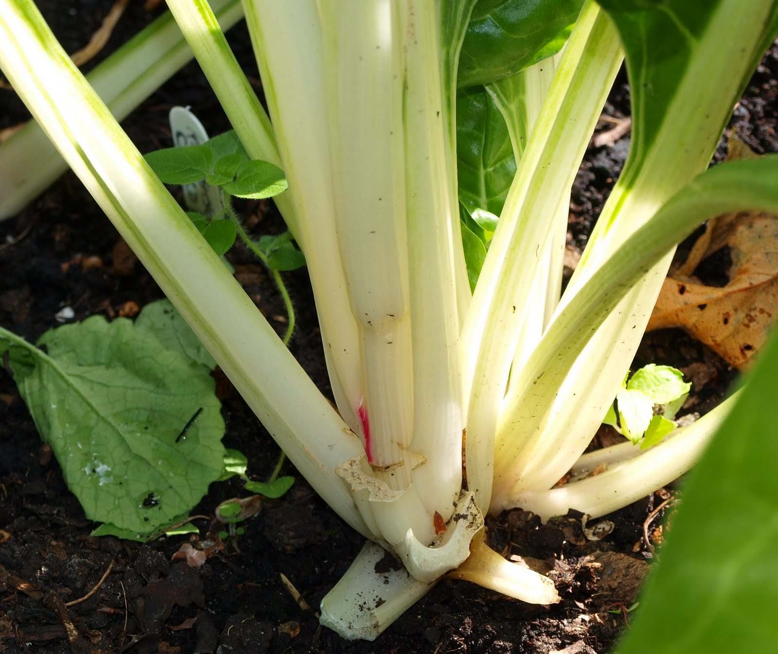 Mark's Veg Plot: Further studies in Light and Shade
