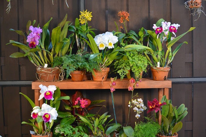 The RTU Plant Biotech & Urban Agriculture Project: STARTING AN ORCHID ...