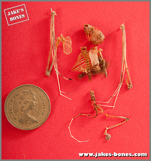 My pipistrelle bat skeleton and my first licence : Jake's Bones