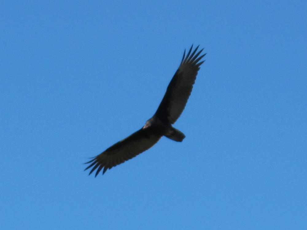 Blue Jay Barrens: Turkey Vultures