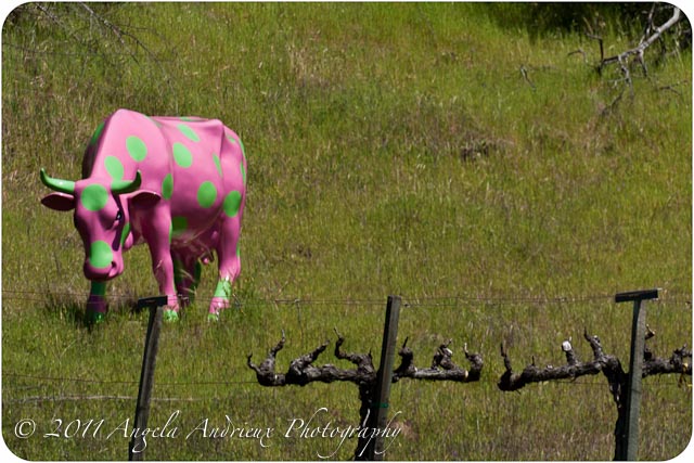 Explore-Capture-Create: Pink Cows