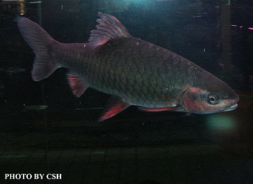 金魚&水族快訊Goldfish & Aquarium Messages: 鳳仙子(Spinibarbus denticulatus)