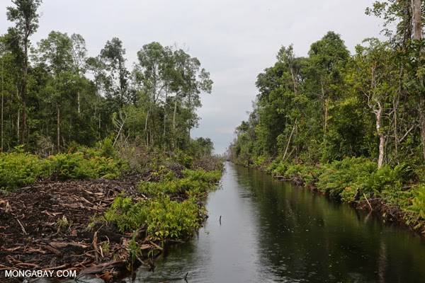 PENGERTIAN DEFINISI ISTILAH ARTI KATA: Pengertian GAMBUT