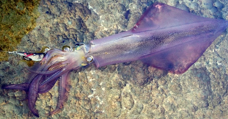 Paseando por las piedras: Nuevo blog amigo dedicado al calamar.