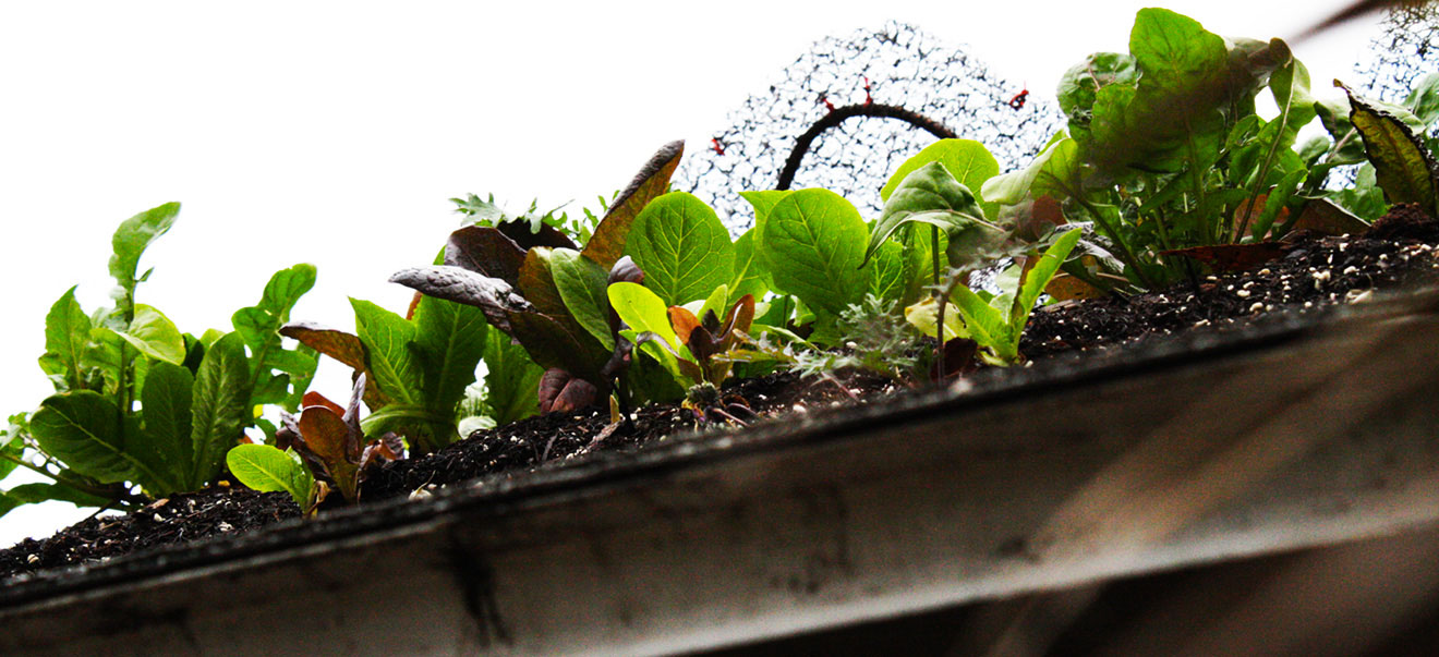 Kevin Songer, Art and Languages of Nature: Rooftop Vegetable Garden Mid ...